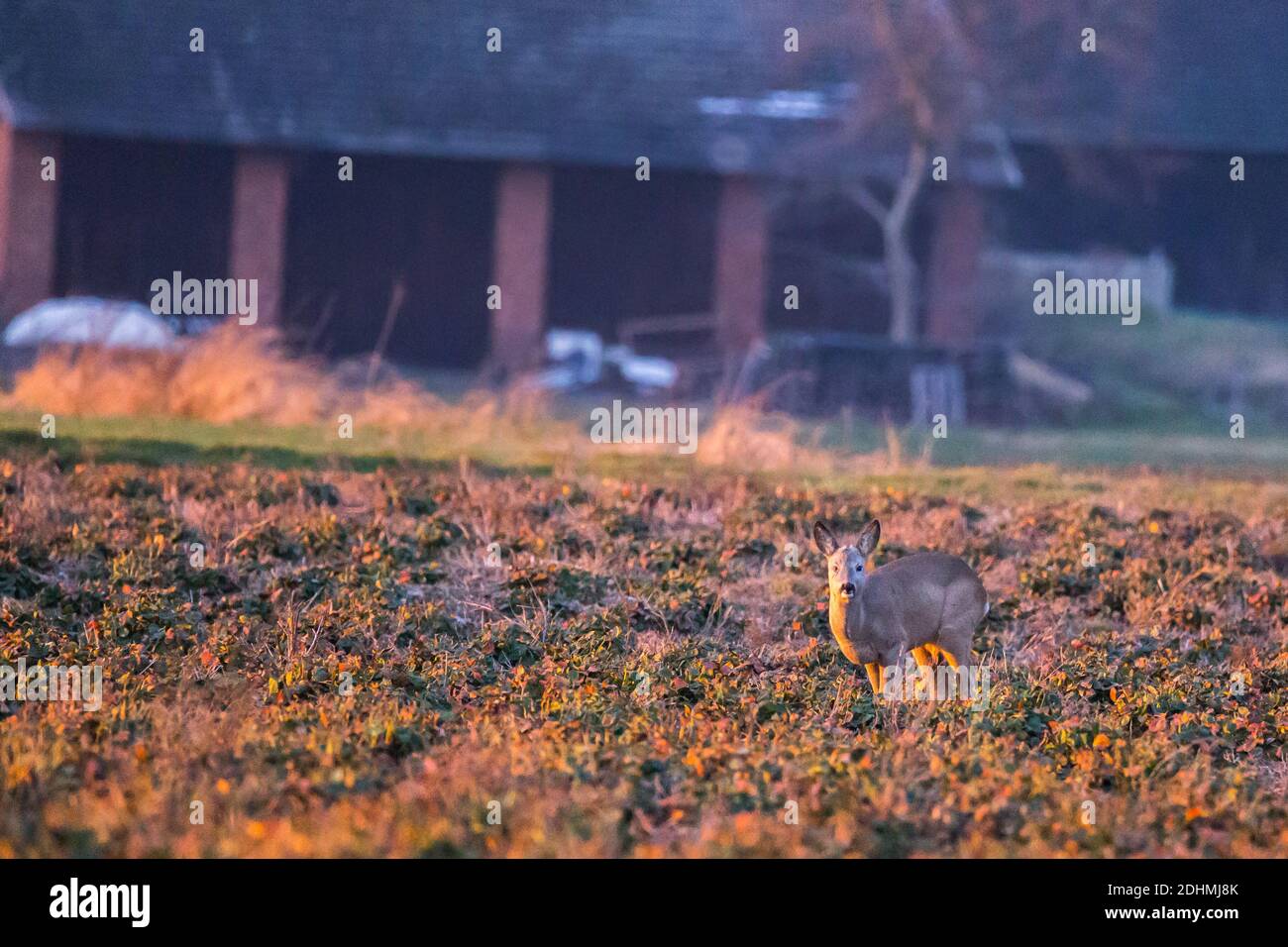 Crouching behind hi-res stock photography and images - Alamy