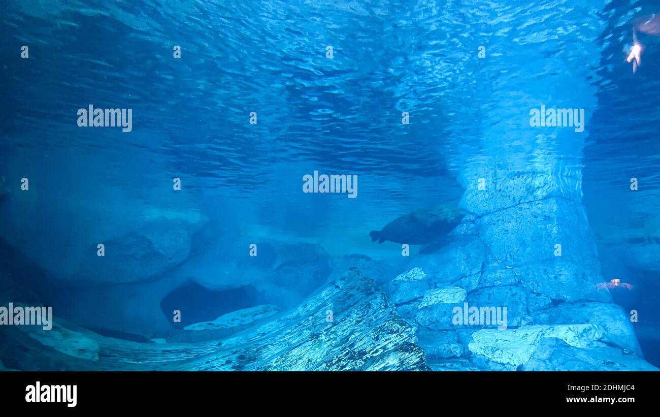 A walrus swimming in his aquarium enclosure at a zoo Stock Photo - Alamy