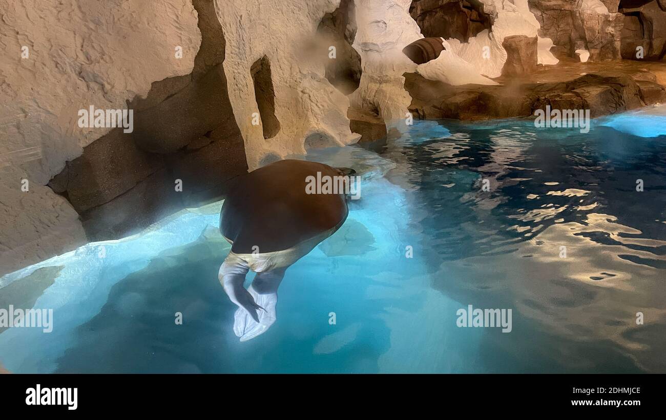 A walrus sleeping in his aquarium enclosure at a zoo Stock Photo - Alamy