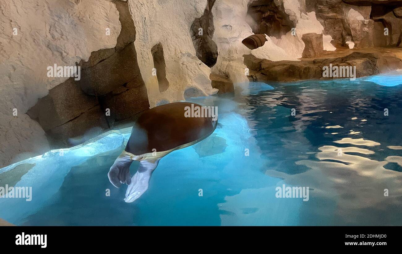A walrus sleeping in his aquarium enclosure at a zoo Stock Photo - Alamy