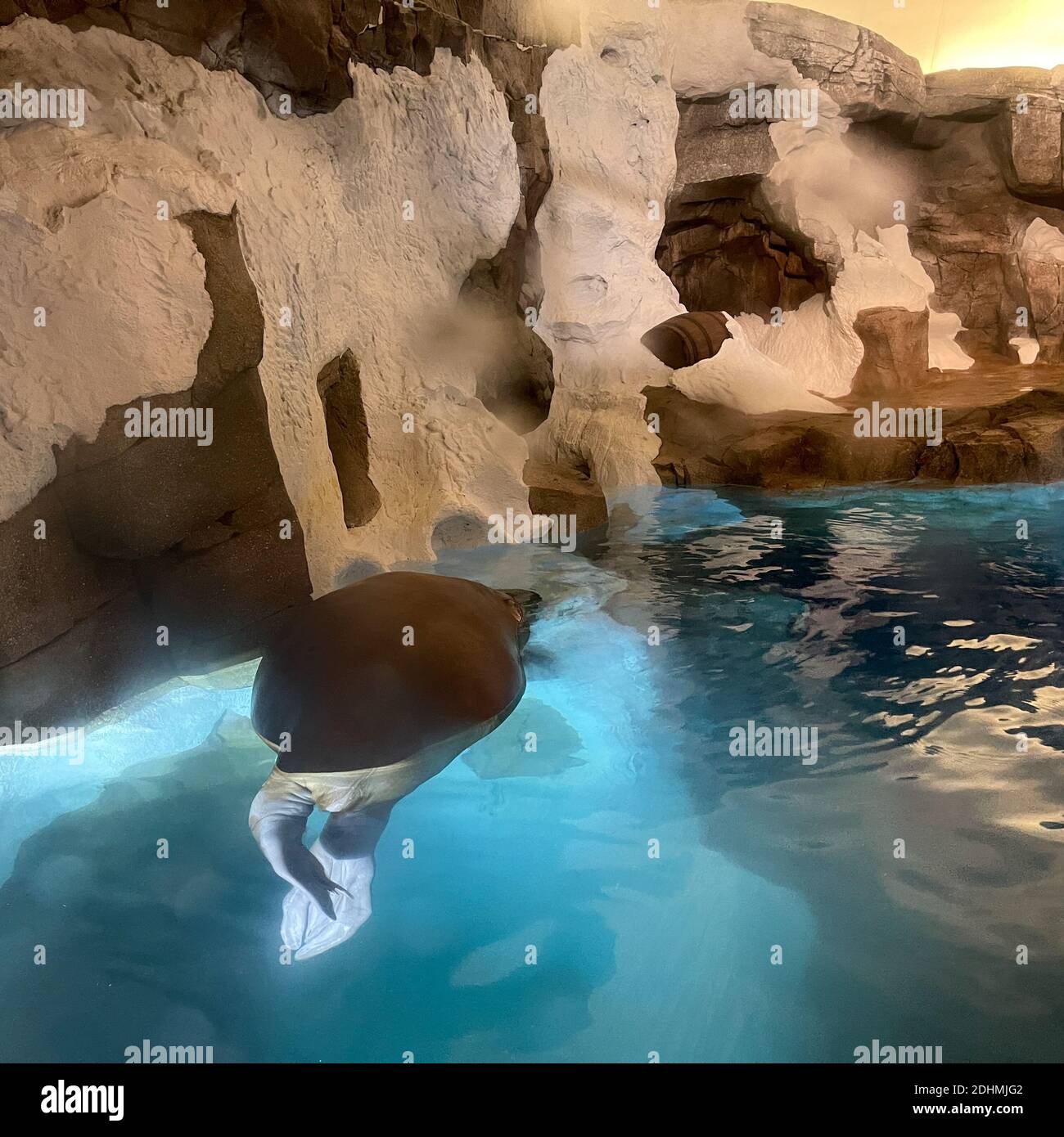 A walrus sleeping in his aquarium enclosure at a zoo Stock Photo - Alamy