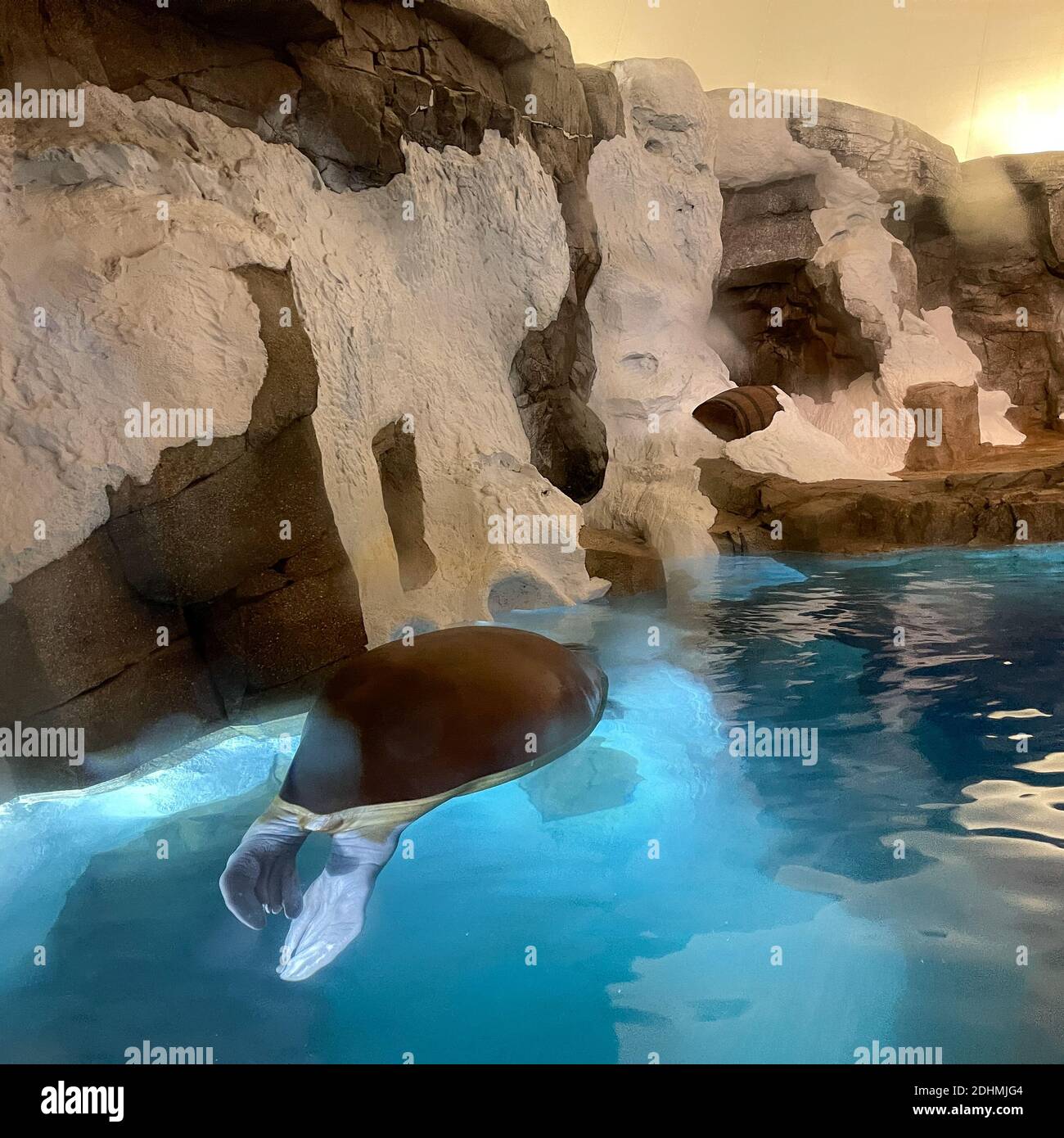 A walrus sleeping in his aquarium enclosure at a zoo Stock Photo - Alamy