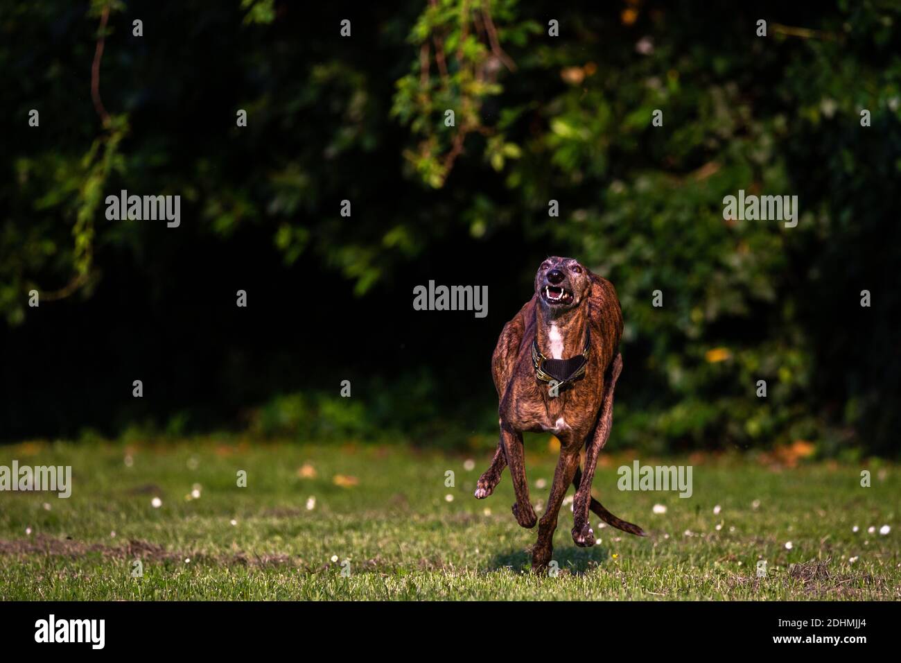 Spanish Greyhound Galgo dog with black collar runs happily on the grass ...