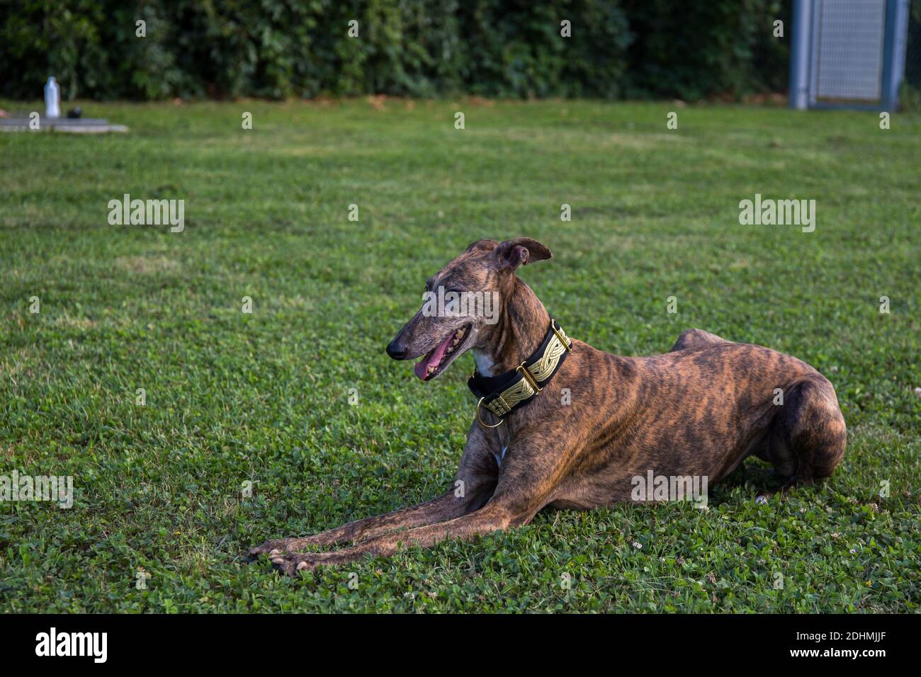 Galgo dog laying down hi-res stock photography and images - Alamy