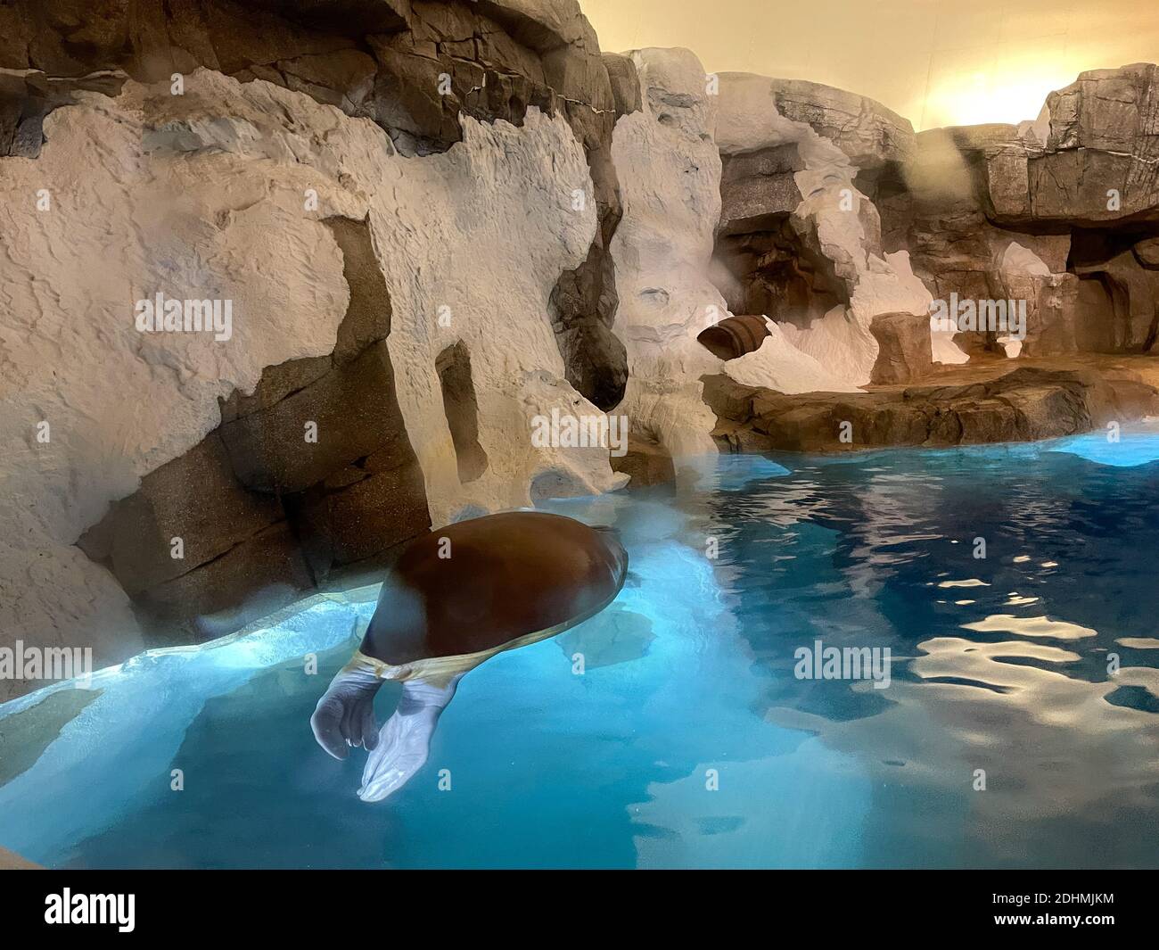 A walrus sleeping in his aquarium enclosure at a zoo Stock Photo - Alamy