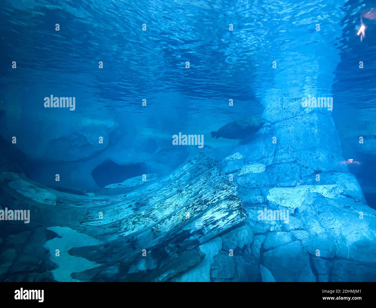 A walrus swimming in his aquarium enclosure at a zoo Stock Photo - Alamy