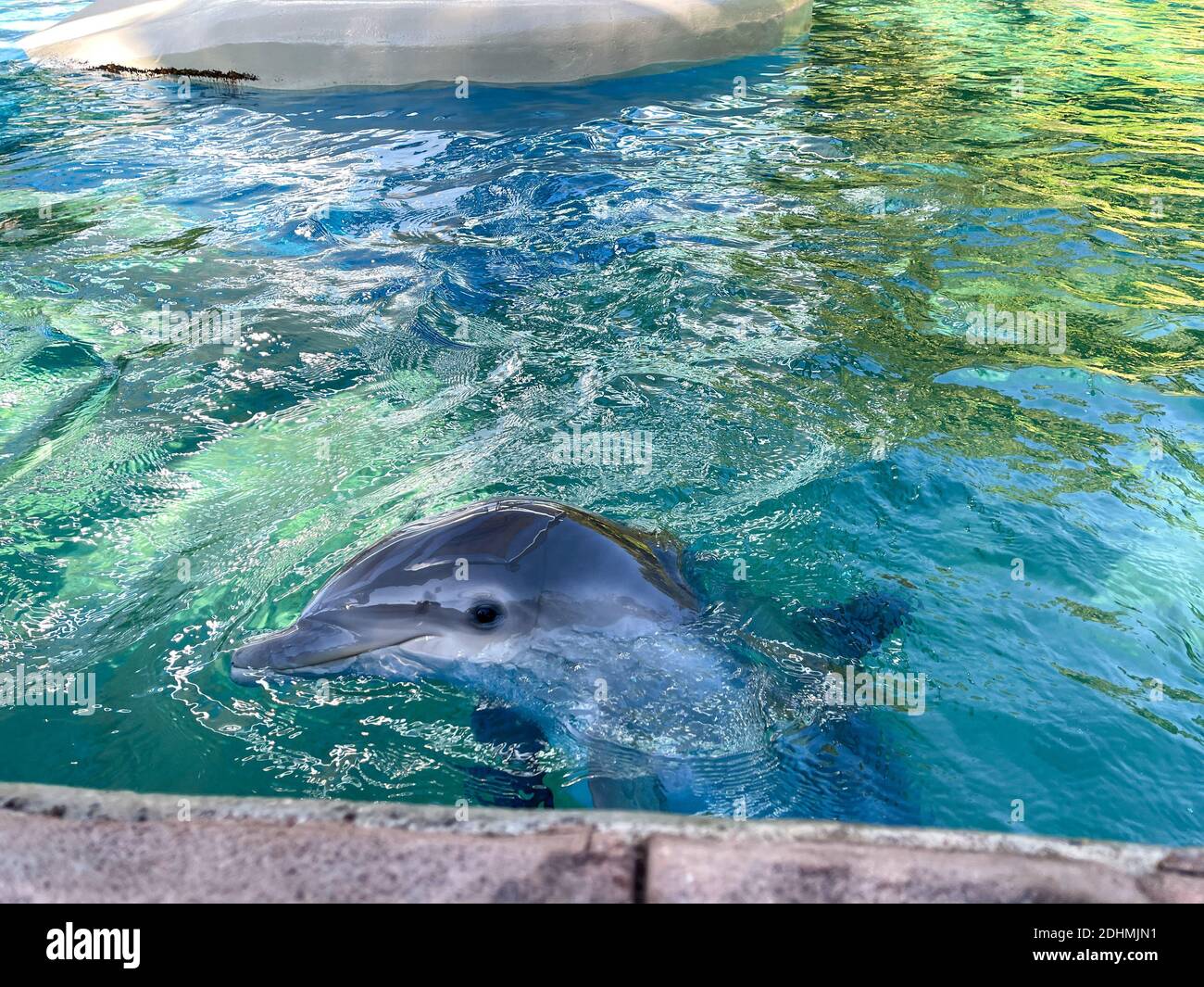Dolphin swimming in Blue Water at a zoo Stock Photo - Alamy