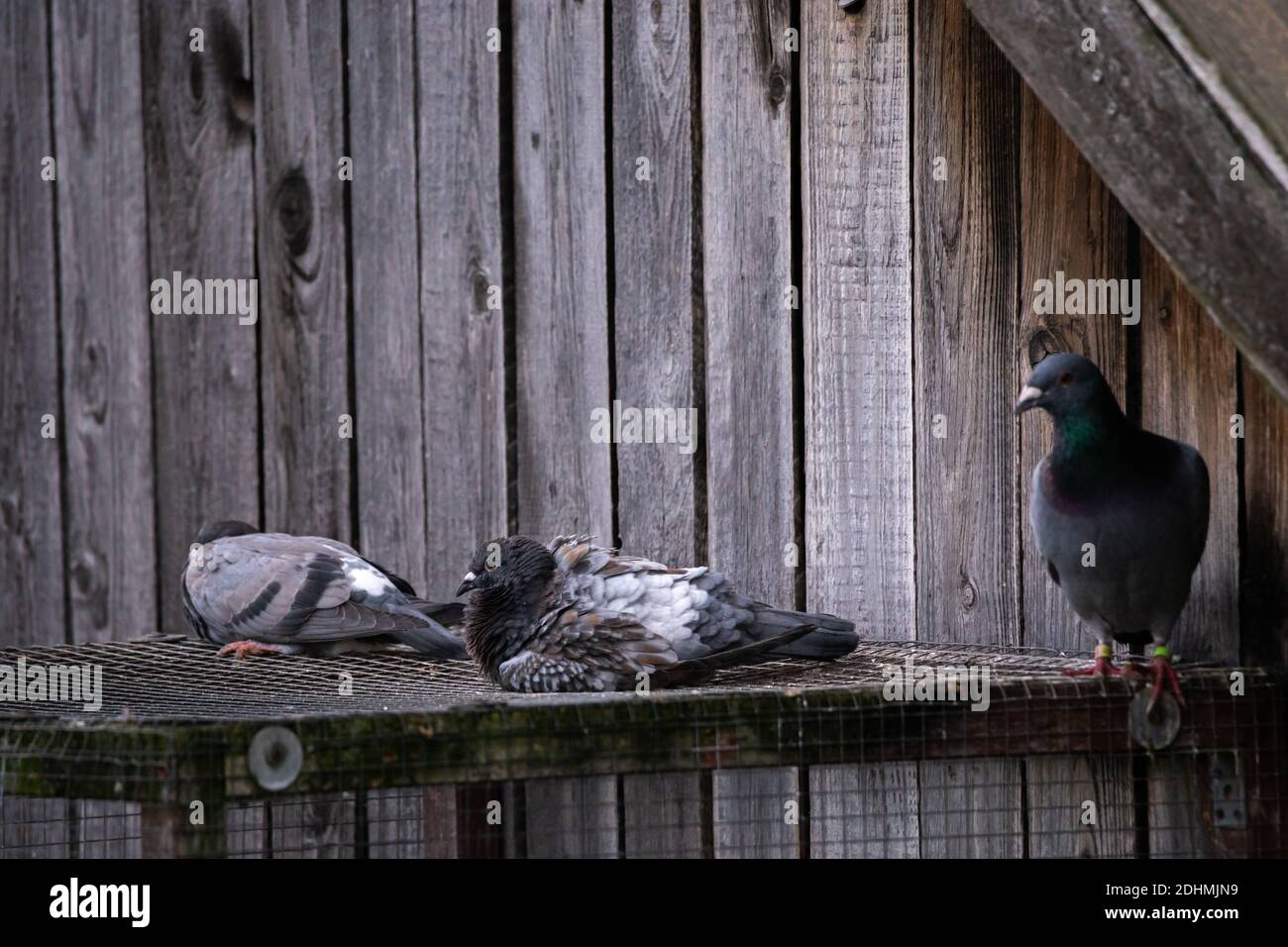 Three grey pigeons Columba Livia Domestica on a net of a cage near a ...