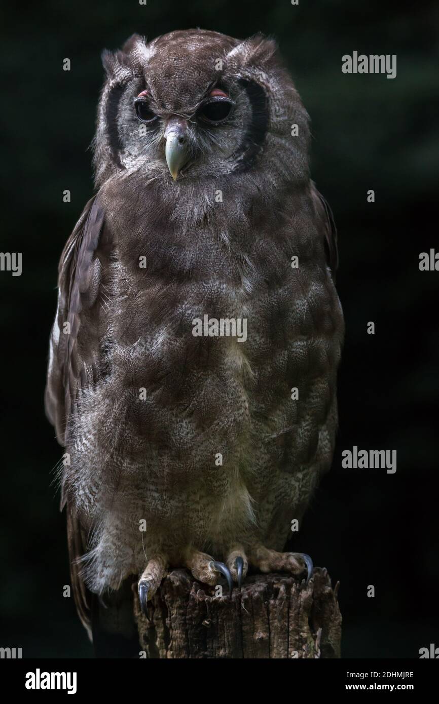Verreauxs known as Milky Eagle Owl Bubo Lacteus perched on a a wooden ...