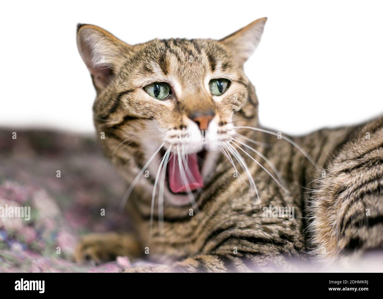 A brown tabby domestic shorthair cat yawning with its mouth wide open ...