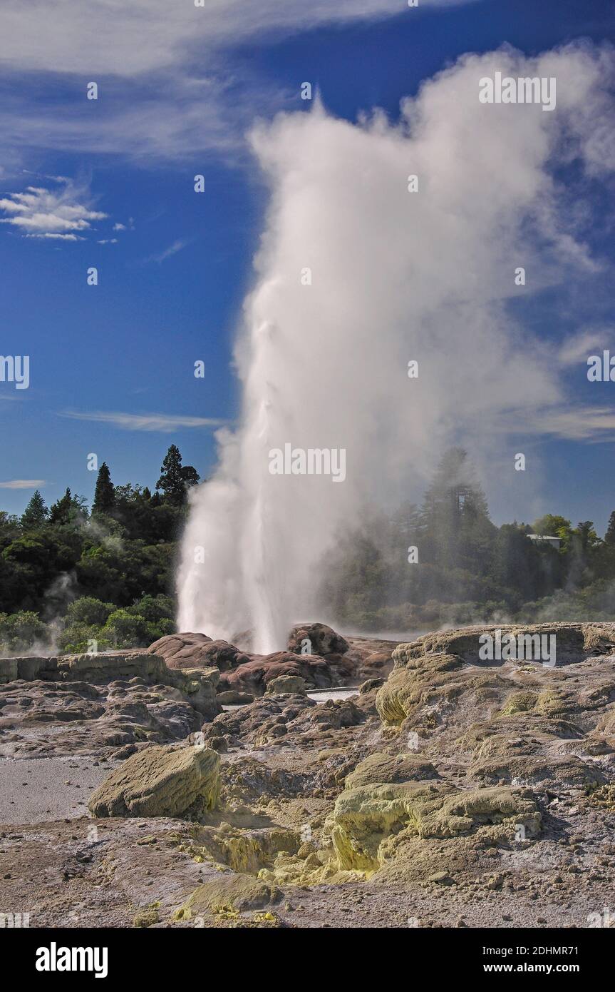 Prince of Wales Feathers geyser erupting, Te Puia Thermal Valley ...
