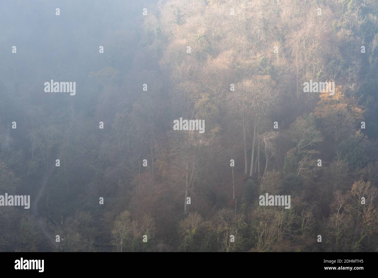 Sun catches mist rising from trees in Leigh Woods, where hikers walk on ...