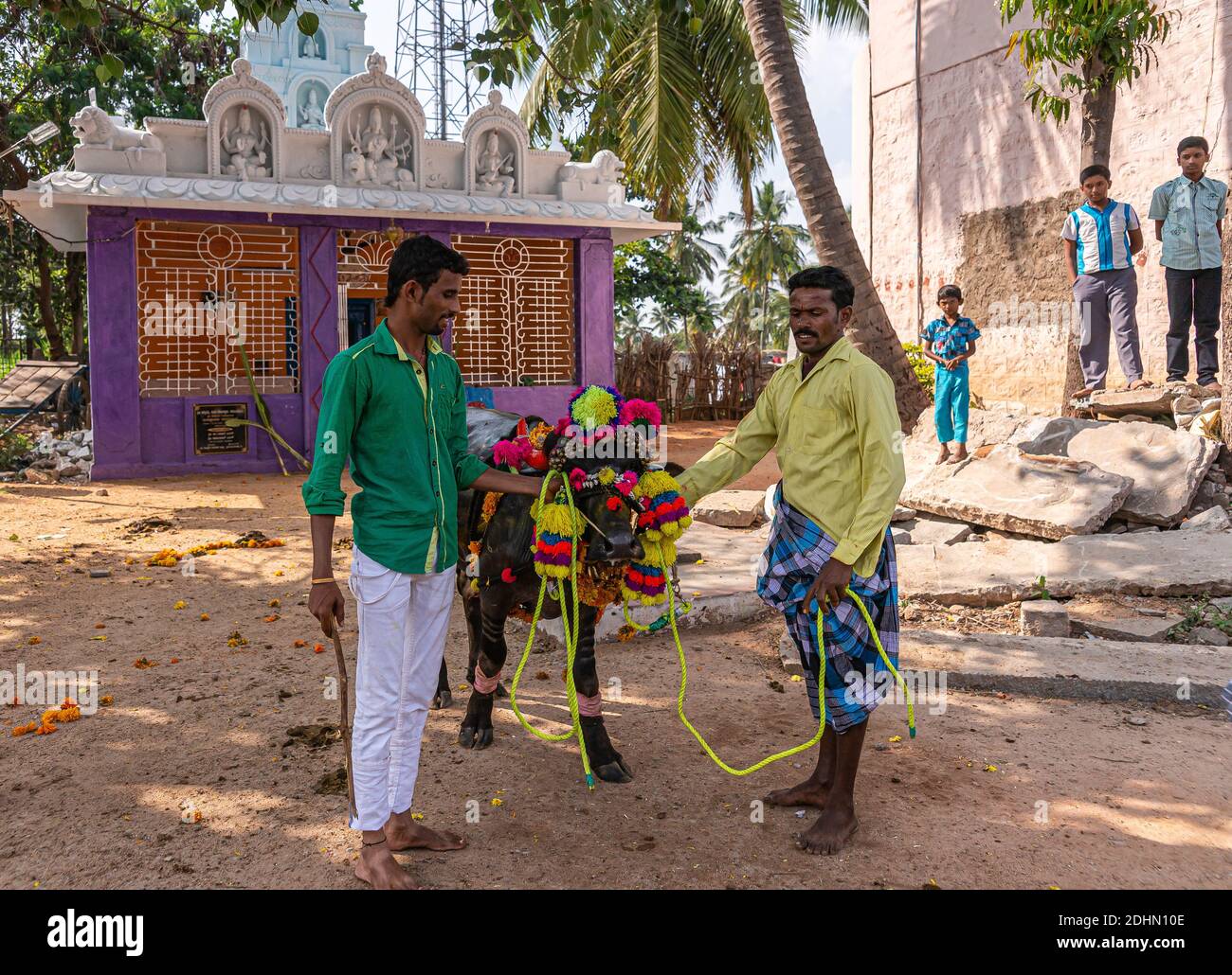 Kamalapur, Karnataka, India - November 4, 2013: Mahishasura buffalo ...