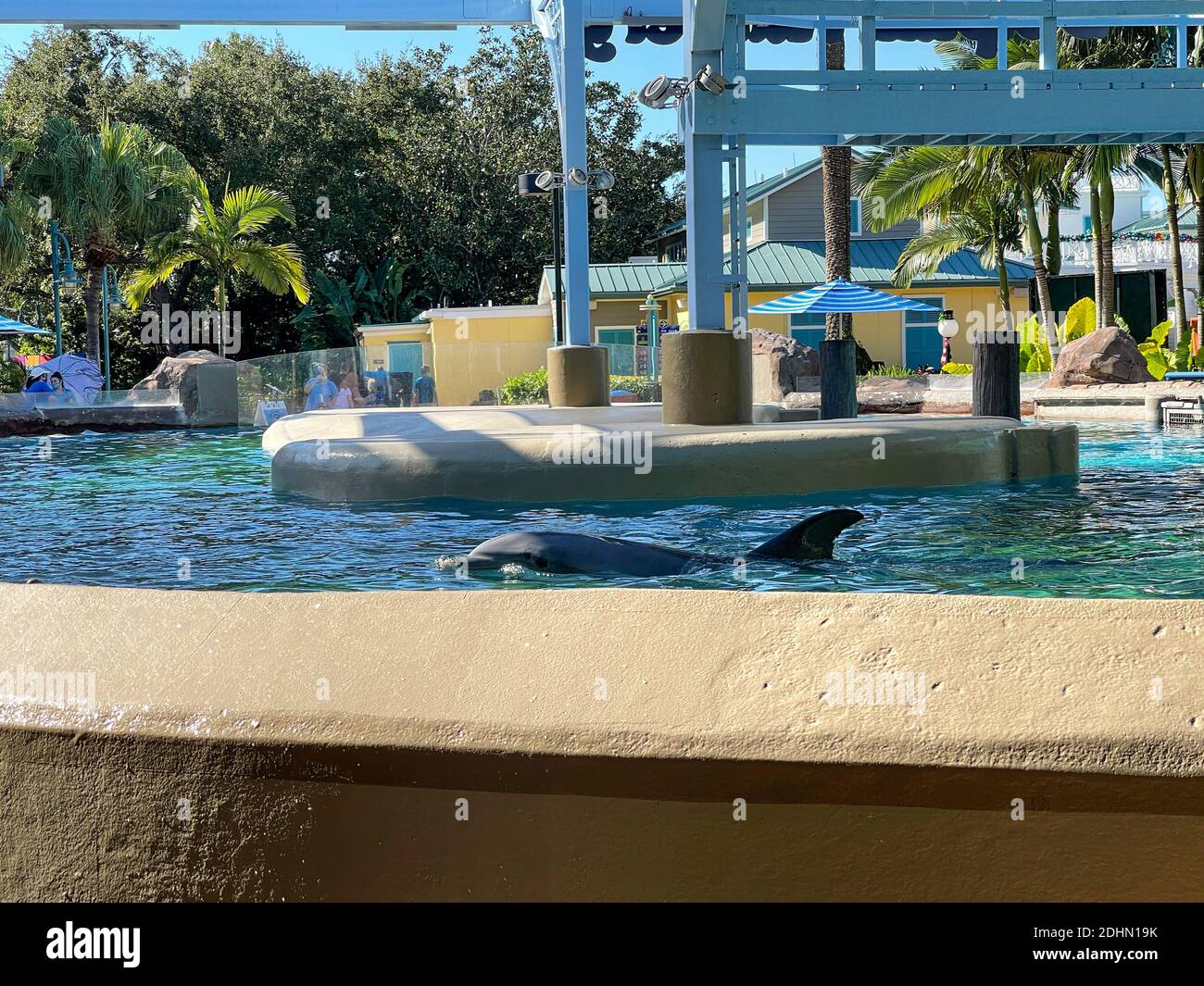 Orlando, FL USA - November 23, 2020: Dolphin swimming in Blue Water at ...