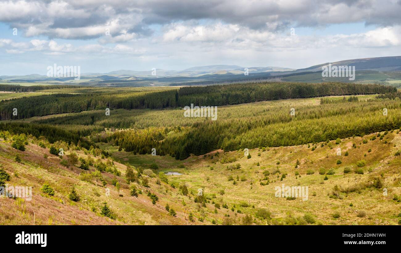 Sun shines on the large Wauchope Forest forestry plantation on the ...