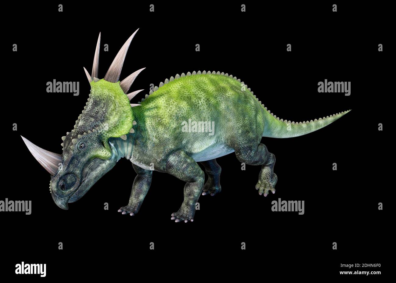 Artwork of the ceratopsian dinosaur styracosaurus. The ceratopsians ...