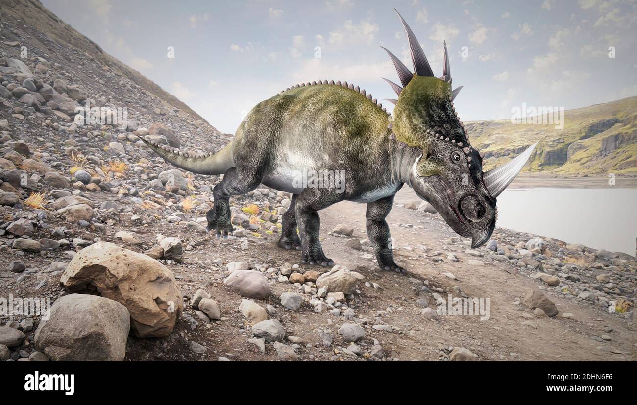 Artwork of the ceratopsian dinosaur styracosaurus. The ceratopsians ...