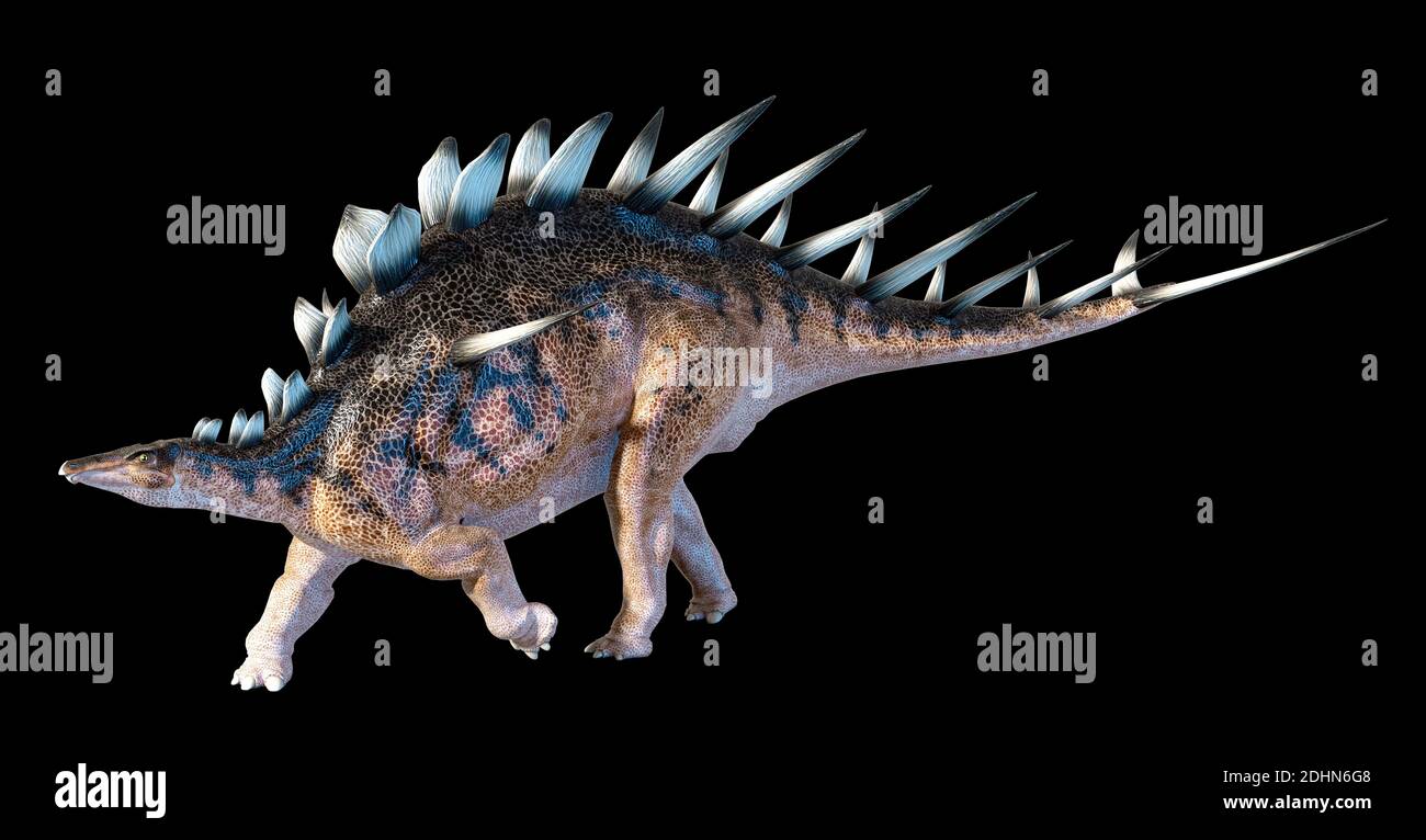 Illustration of a Kentosaurus dinosaur. Kentrosaurus was an ...