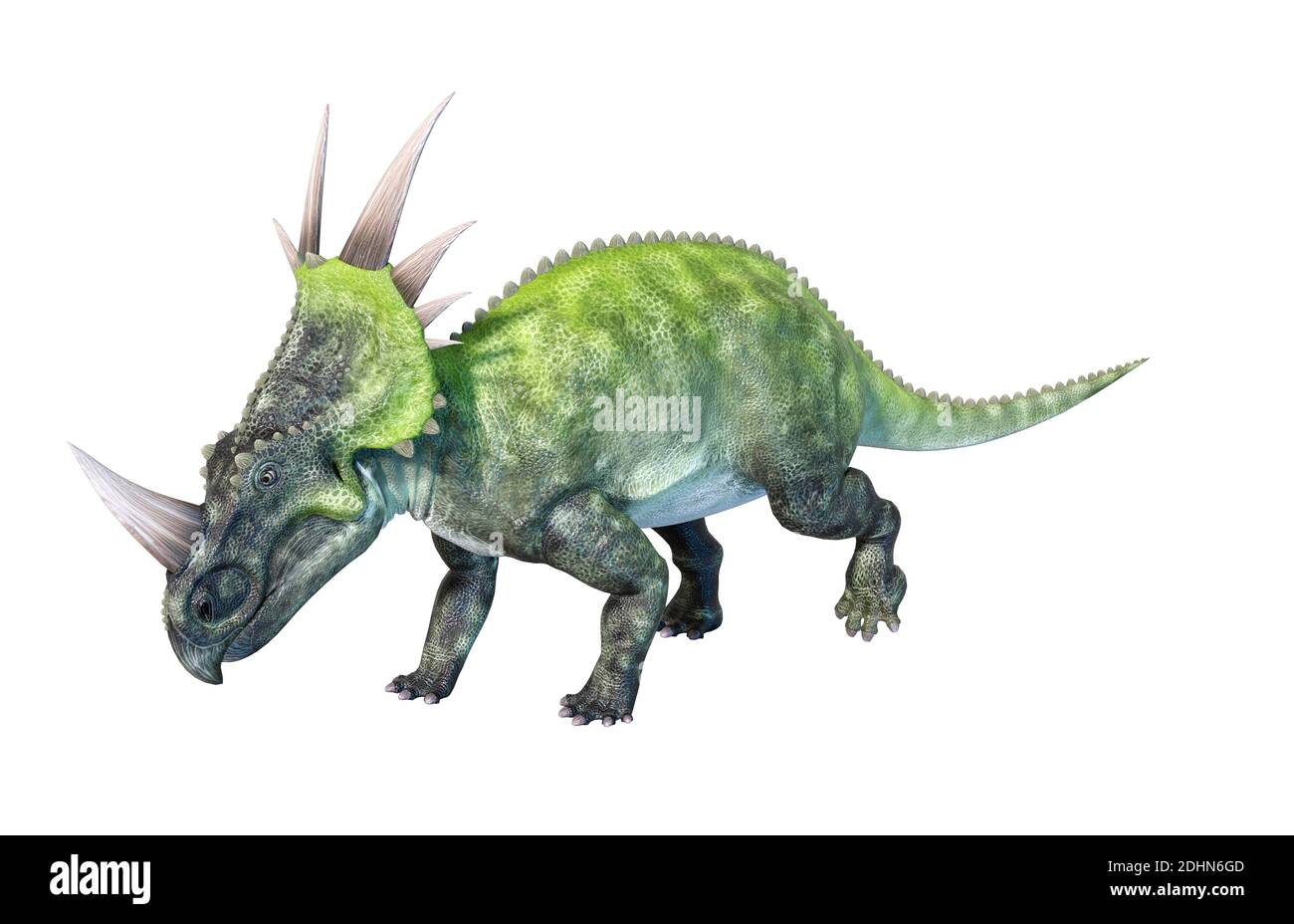 Artwork of the ceratopsian dinosaur styracosaurus. The ceratopsians ...