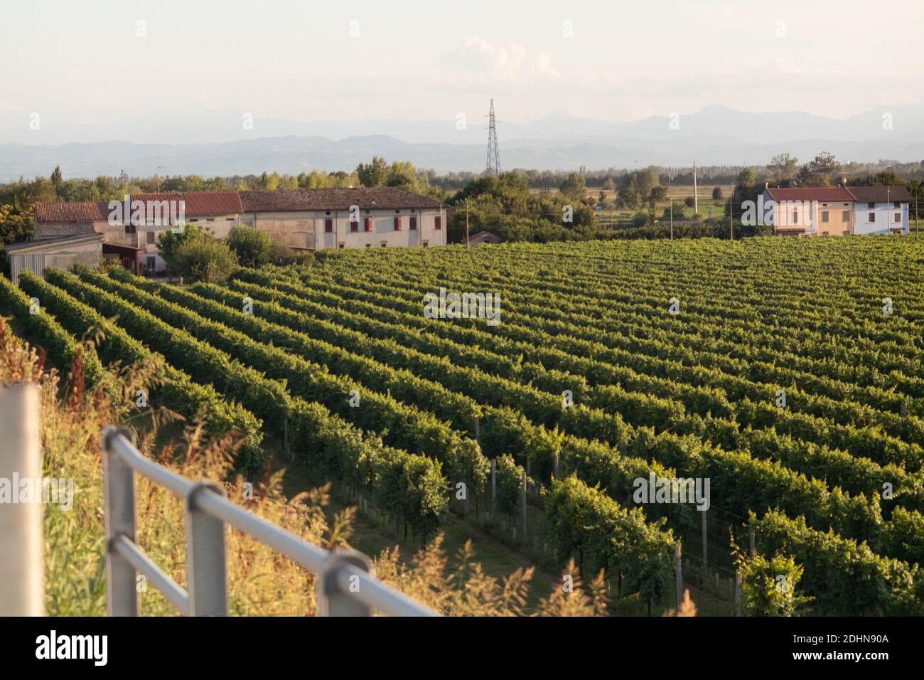 green fields of Italian grapes Stock Photo - Alamy