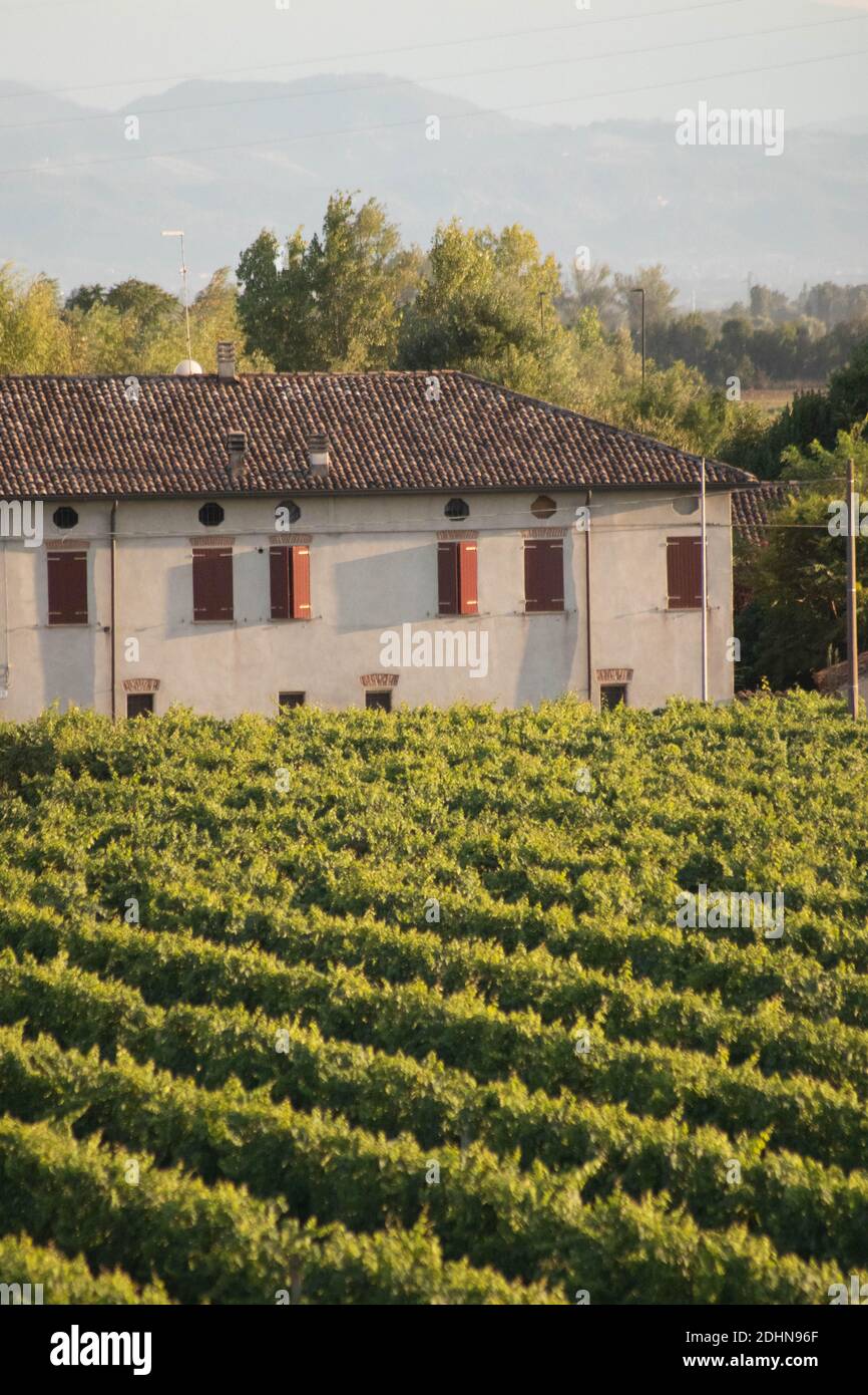 green fields of Italian grapes Stock Photo - Alamy