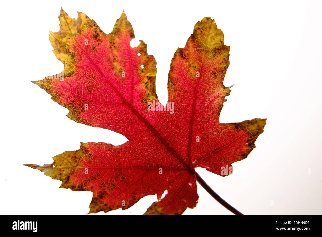 Indian maple hi-res stock photography and images - Alamy
