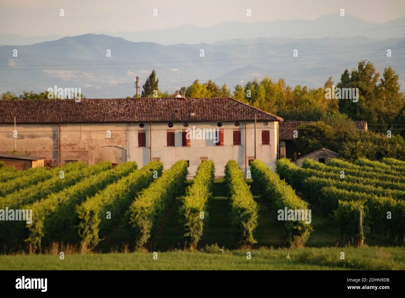 green fields of Italian grapes Stock Photo - Alamy