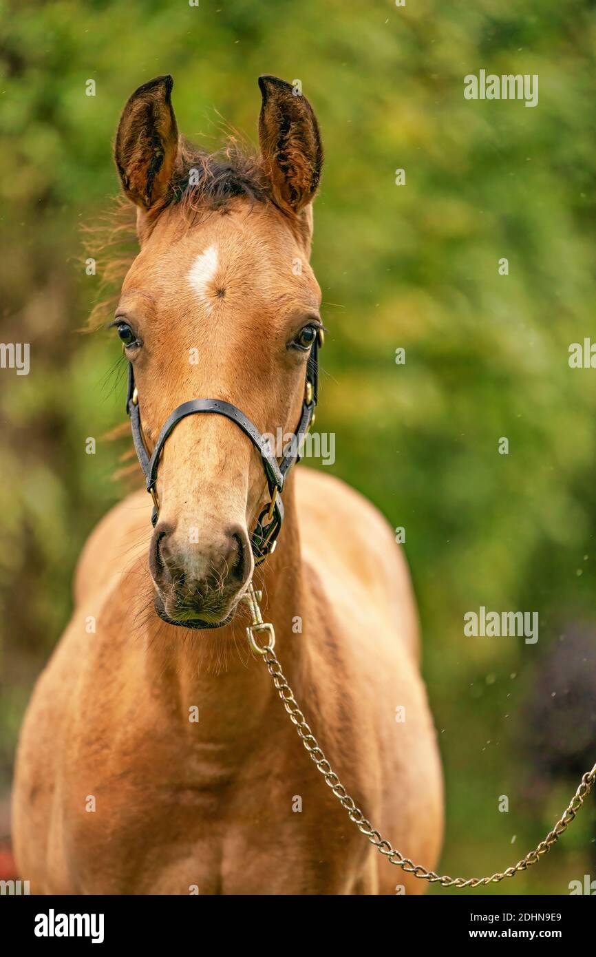 Stallion Halter Horse High Resolution Stock Photography and Images - Alamy