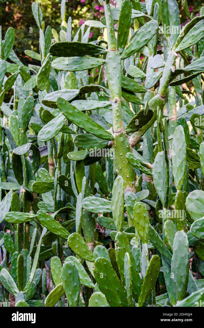 Lush long striped cactus close-up Stock Photo - Alamy