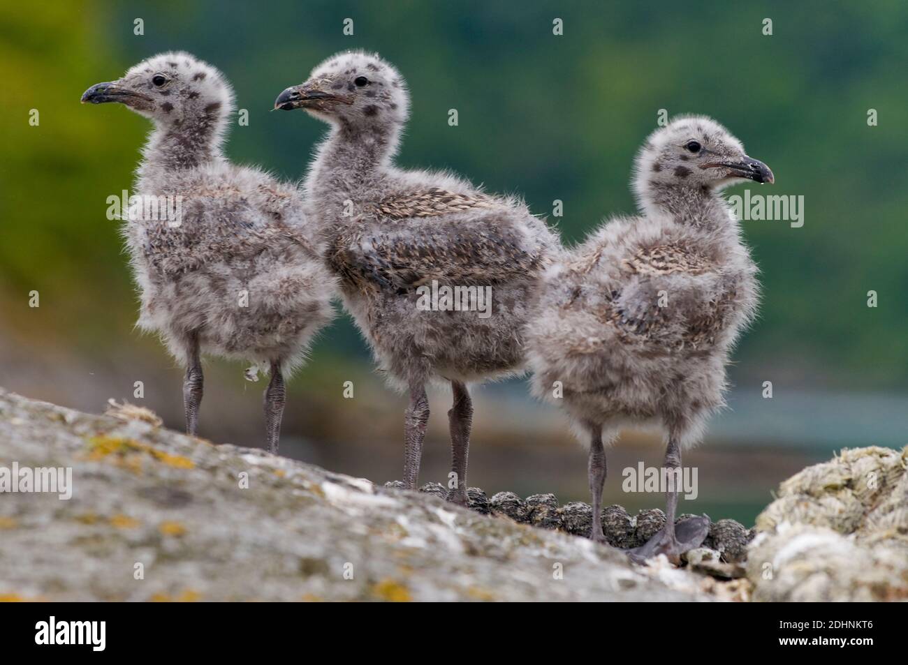 Chicks of the great black-backed gull (Larus marinus) from Hidra ...