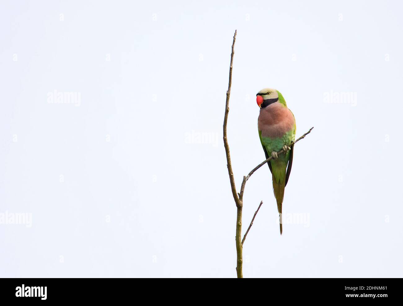 Red breasted parakeet hi-res stock photography and images - Alamy