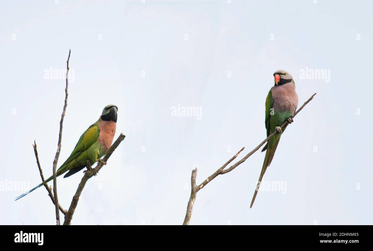 Red-breasted parakeets (Psittacula alexandri). Male (right) and female ...
