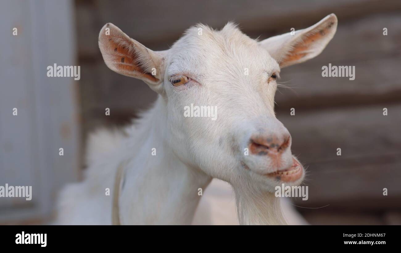 Kid goat chewing hi-res stock photography and images - Alamy