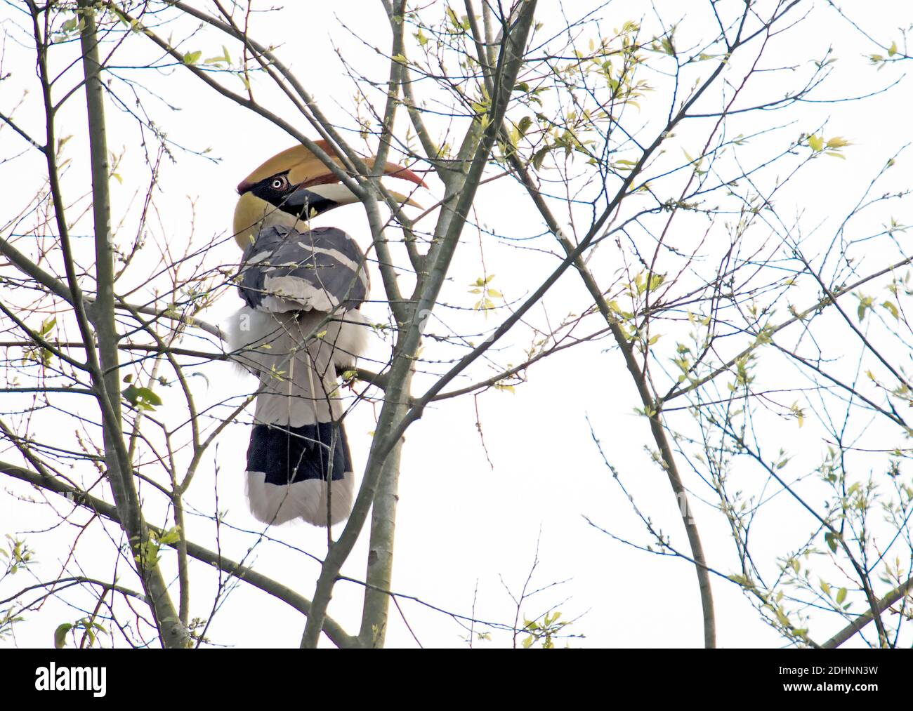 Hornbill assam hi-res stock photography and images - Alamy