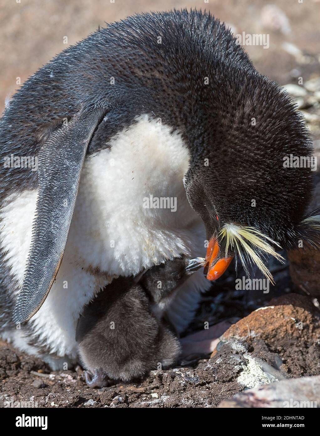 Southern rockhopper penguin (Eudyptes chrysocome) feeding it's newly ...