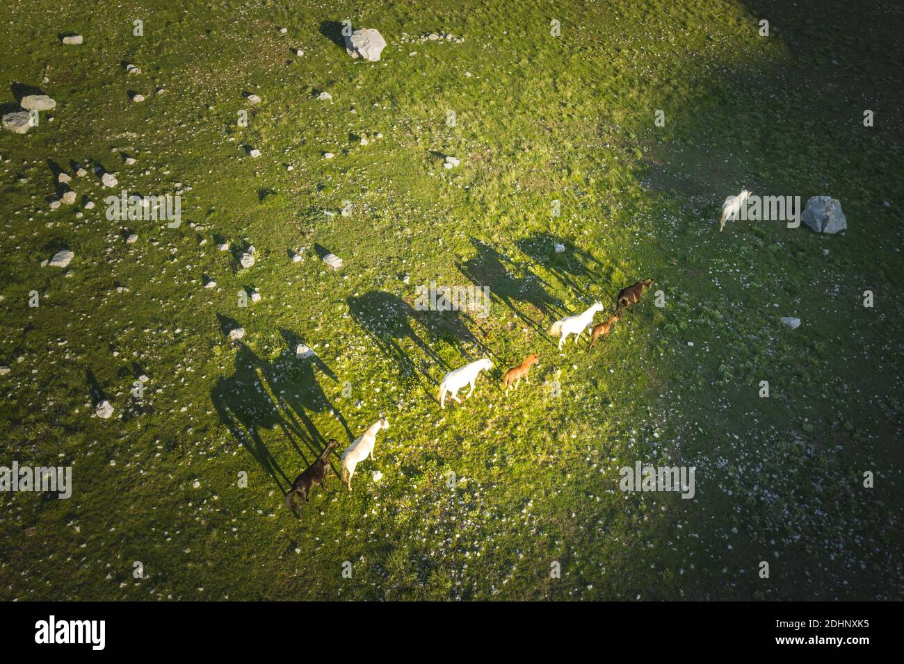Mount Giona, wild hourses on the Highest Mountain of Southern Greece ...