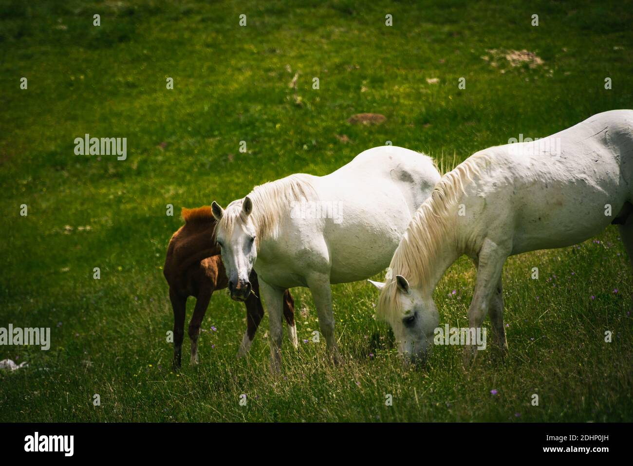 Mount Giona, wild hourses on the Highest Mountain of Southern Greece ...