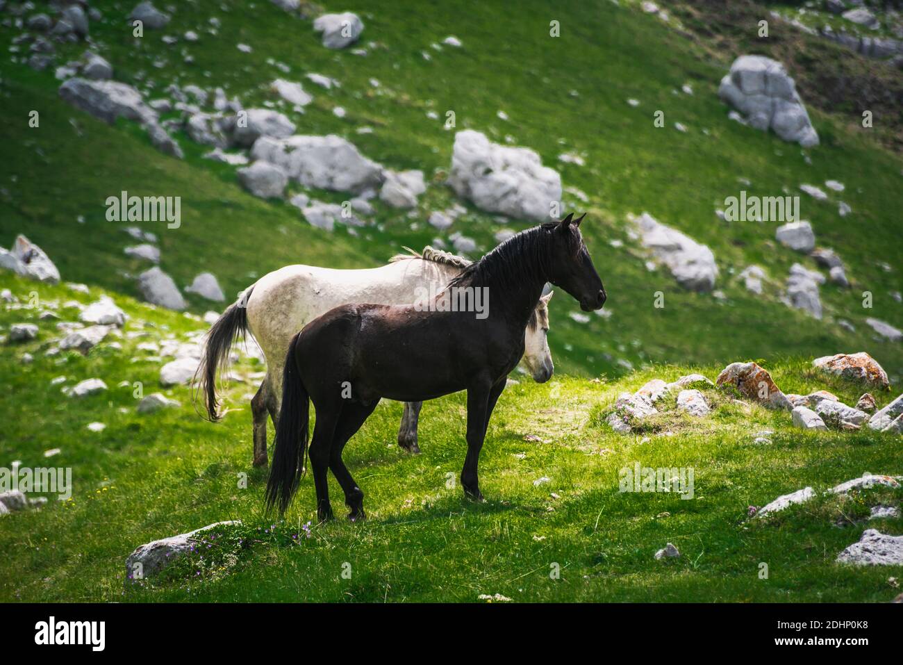 Mount Giona, wild hourses on the Highest Mountain of Southern Greece ...