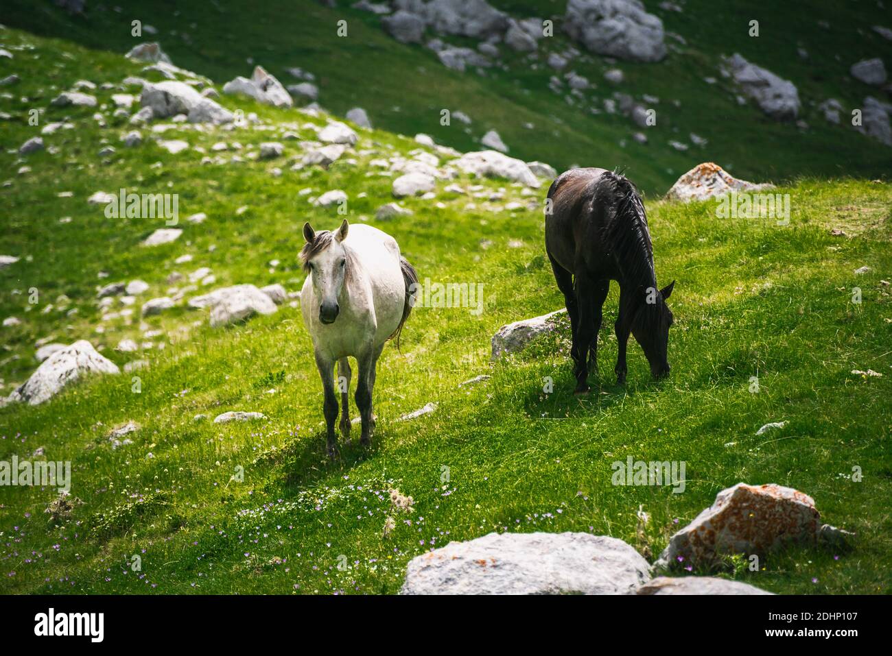 Mount Giona, wild hourses on the Highest Mountain of Southern Greece ...
