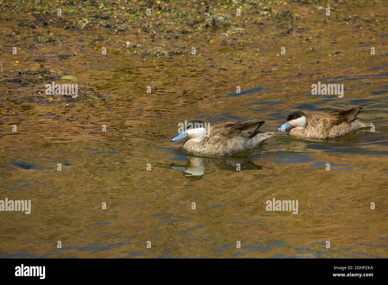 Puna teal spatula puna hi-res stock photography and images - Alamy
