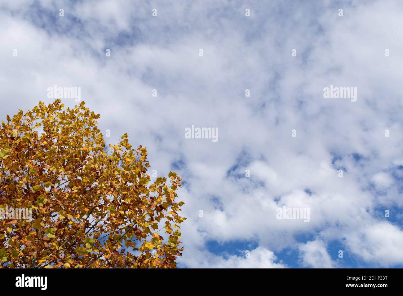 Sycamore tree with yellow, brown, and green leaves in fall against a ...