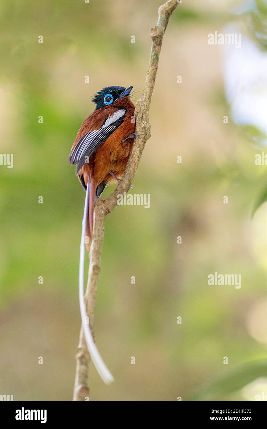 Male of the malagasy paradise flycatcher (Terpsiphone mutata, red morph ...