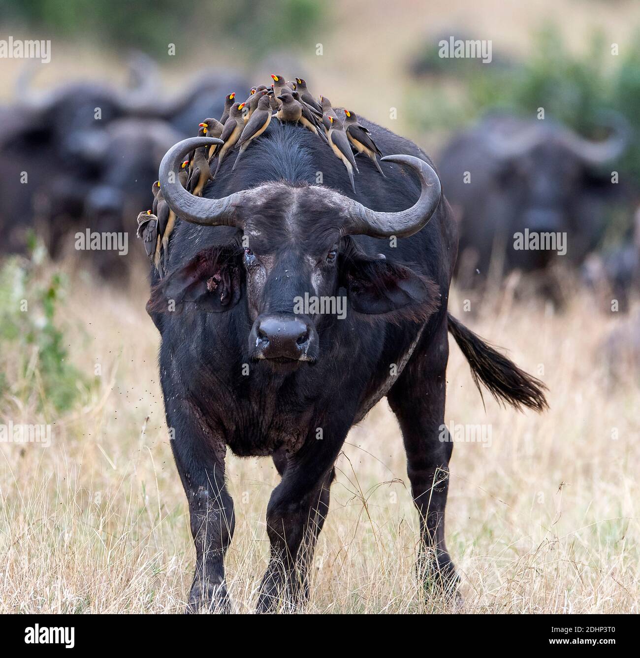 Cape buffalo with oxpeckers on back hi-res stock photography and images ...