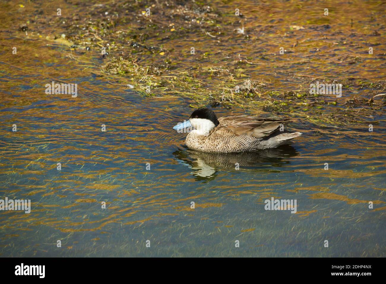 Aquatic Puna Teal Ducks at the Vado Rio de Putana wetlands, Atacama ...