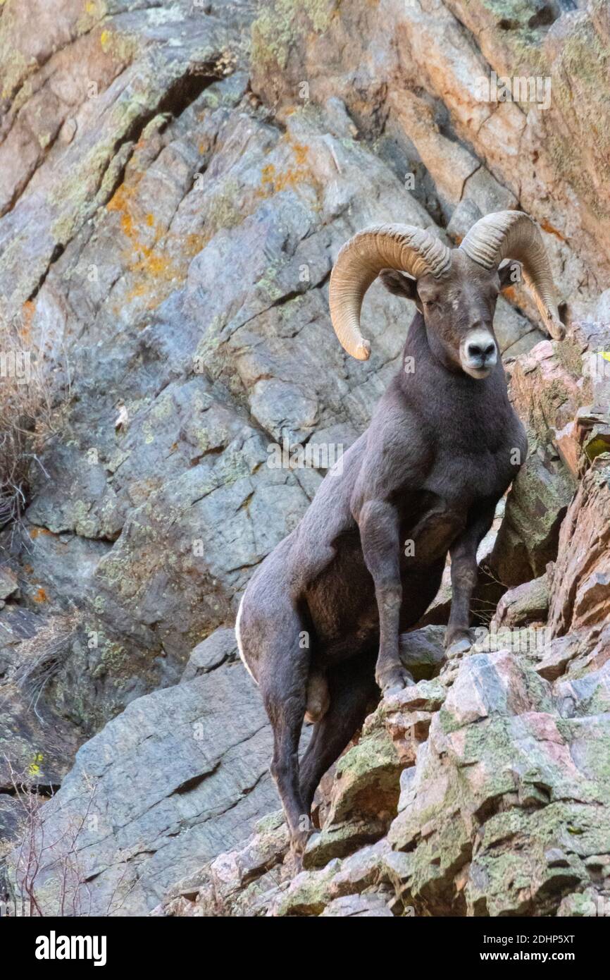 Bighorn sheep in Rut Season in Waterton Canyon Colorado Stock Photo - Alamy