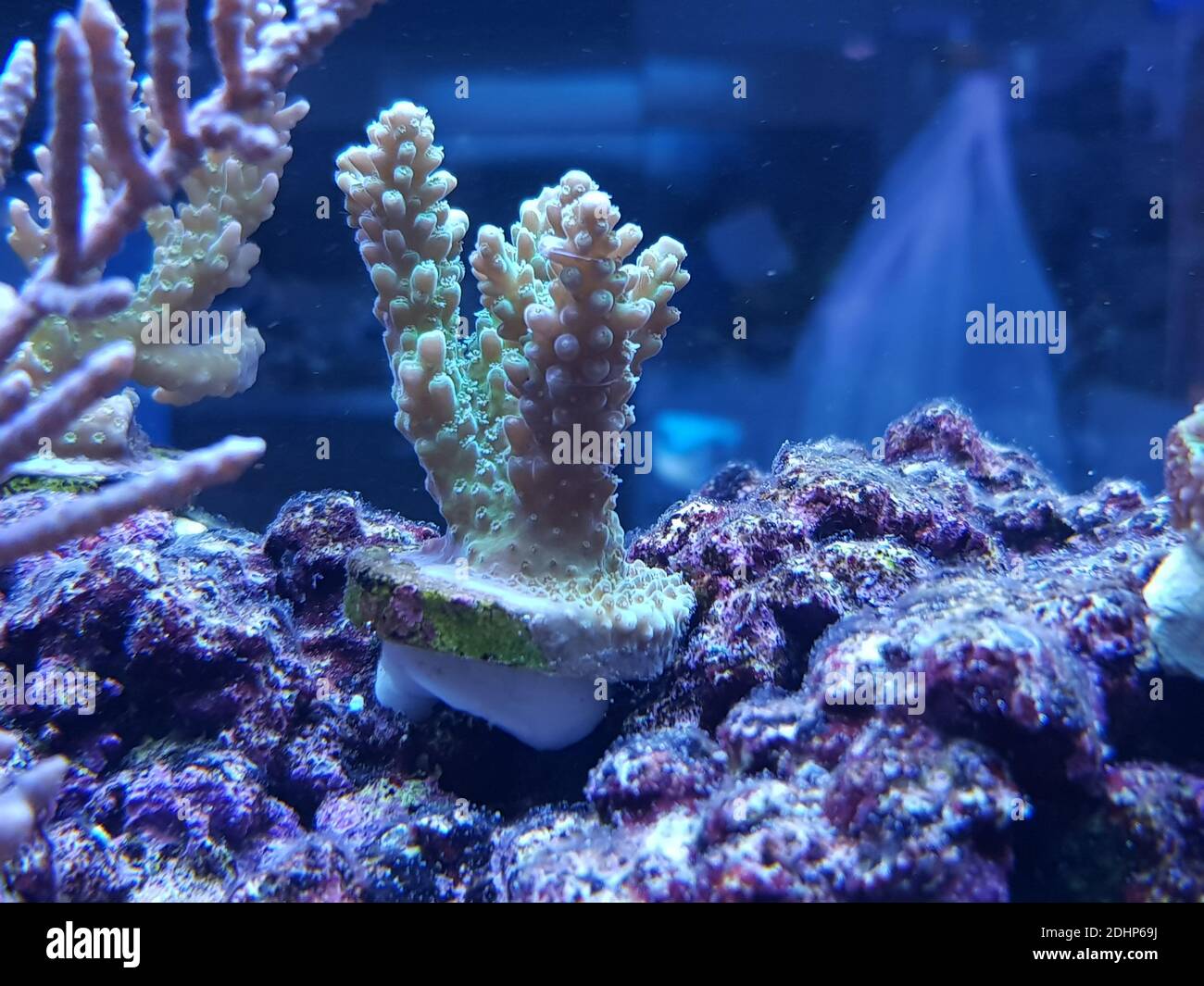 Acropora microclados hi-res stock photography and images - Alamy