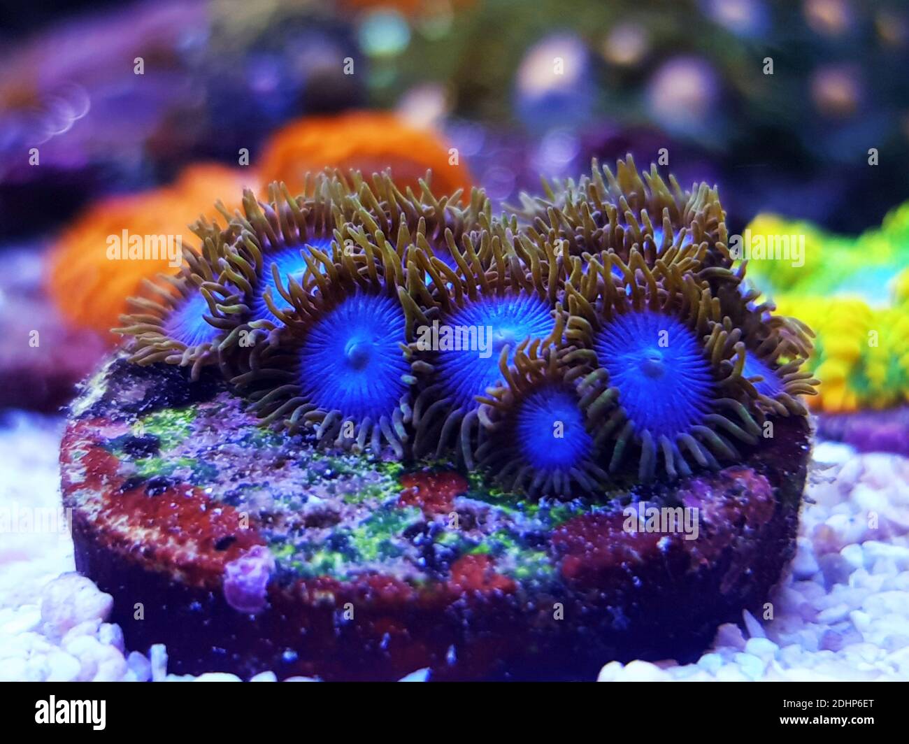 Button Polyps High Resolution Stock Photography and Images - Alamy