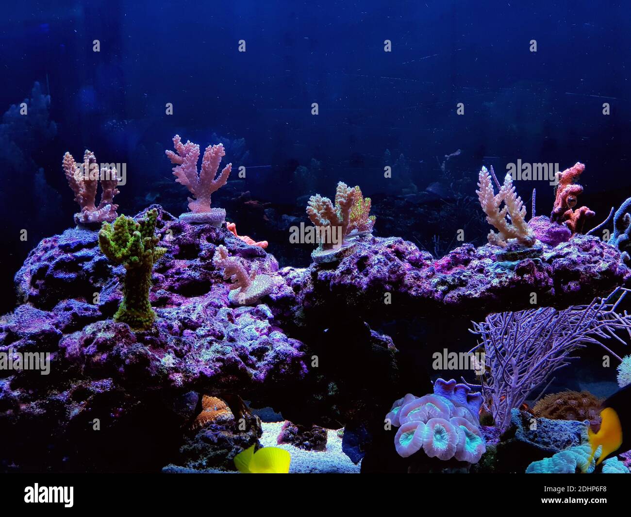 Acropora tenuis - colorful sps coral is famous in stock exchange ...