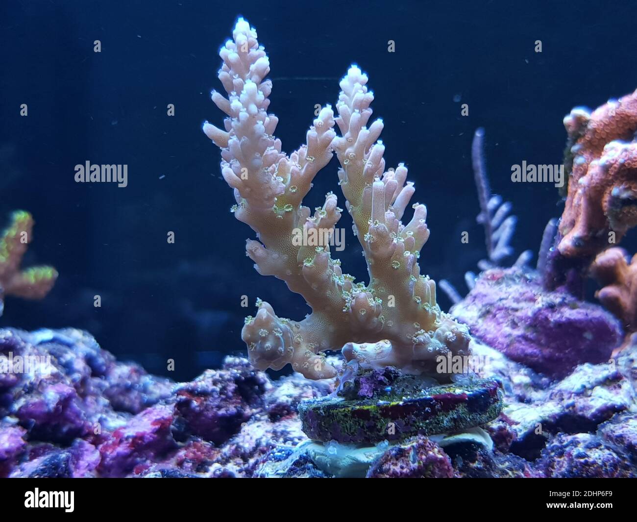 Acropora Microclados species of beautiful stony coral in reef aquarium ...