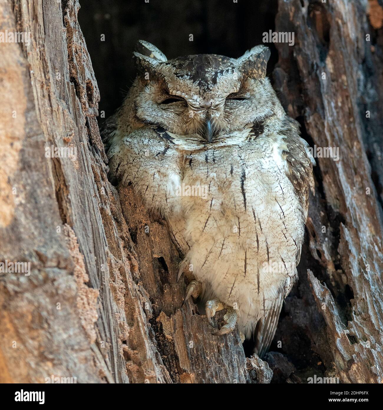 Indian scops owl hi-res stock photography and images - Alamy